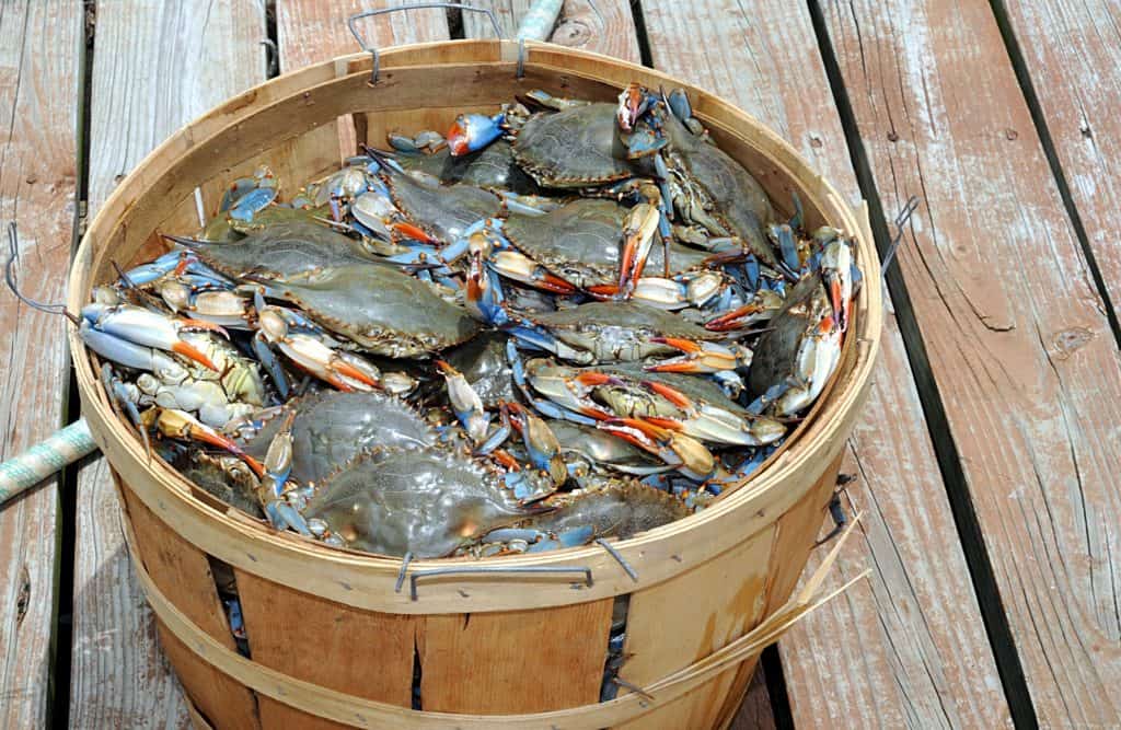 How to catch crabs | LOCAL Life SC | Hilton Head Island & Bluffton