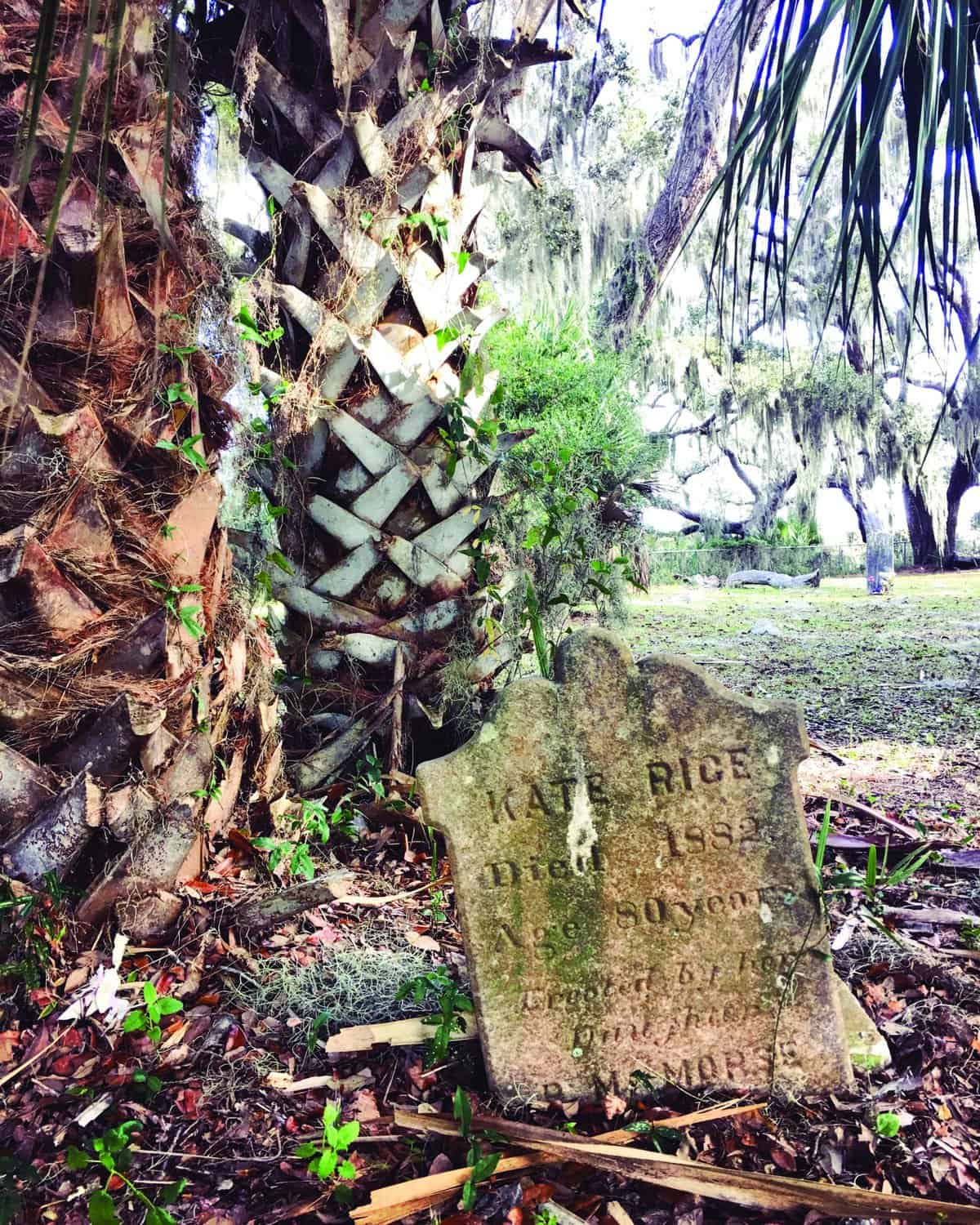 Secret spot off the beaten path: Harris Neck | LOCAL Life SC | Hilton ...