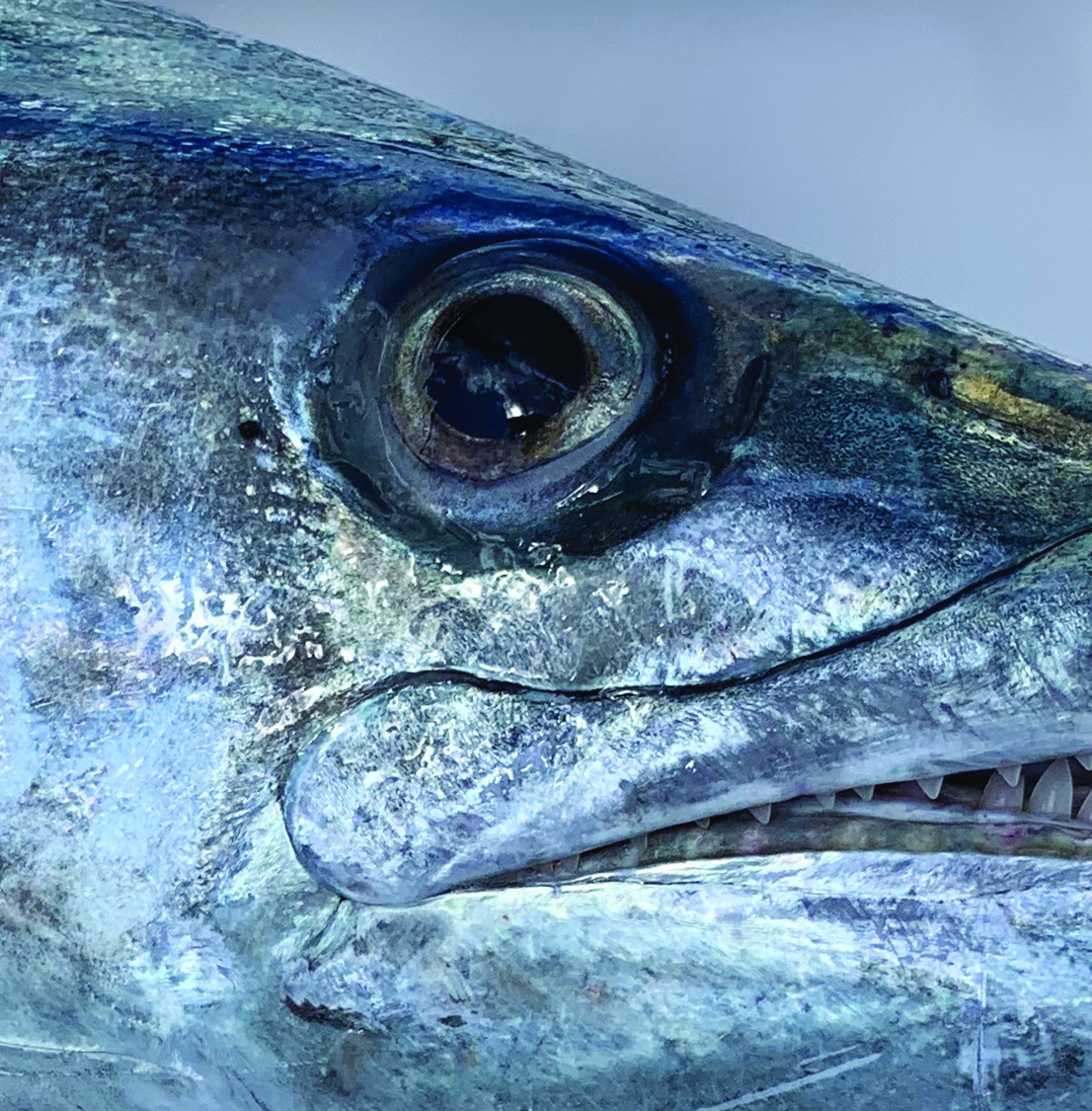 What’s Fresh in August? King Mackerel | Hilton Head Island & Bluffton ...