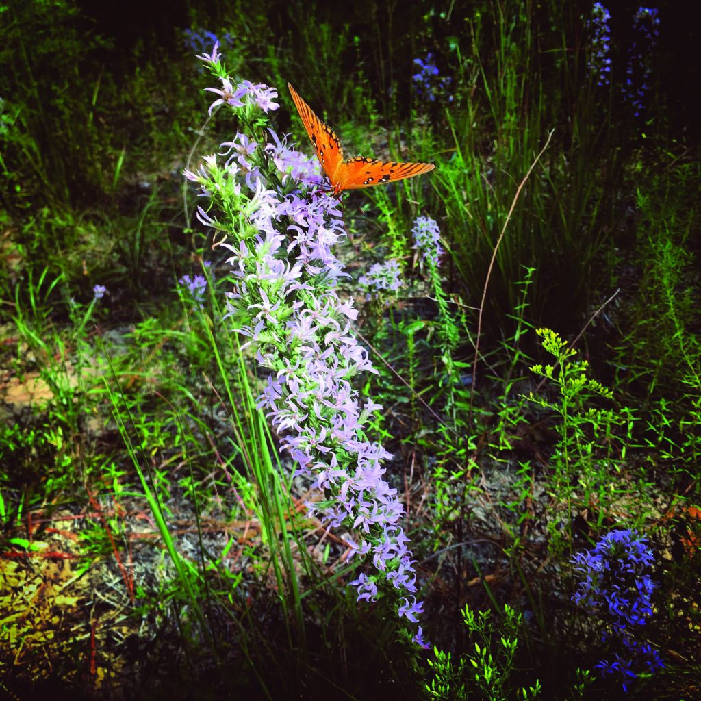 Secret spot off the beaten path: Fields Point | LOCAL Life SC | Hilton ...