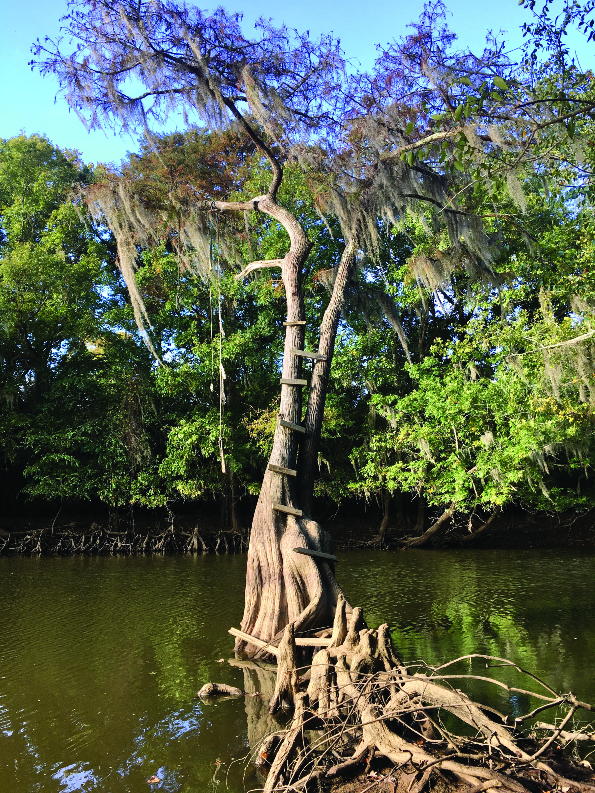 Secret spot off the beaten path: Palachucola | LOCAL Life SC | Hilton ...