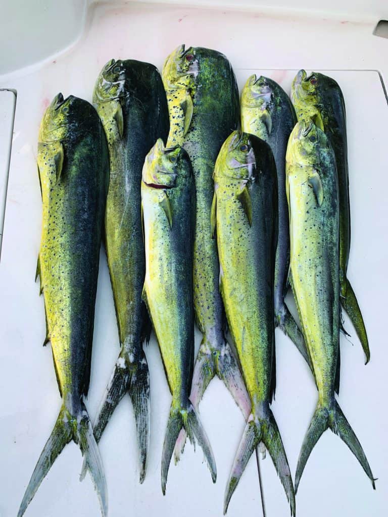 Fresh catch: Mahi-mahi | LOCAL Life | Hilton Head Island & Bluffton