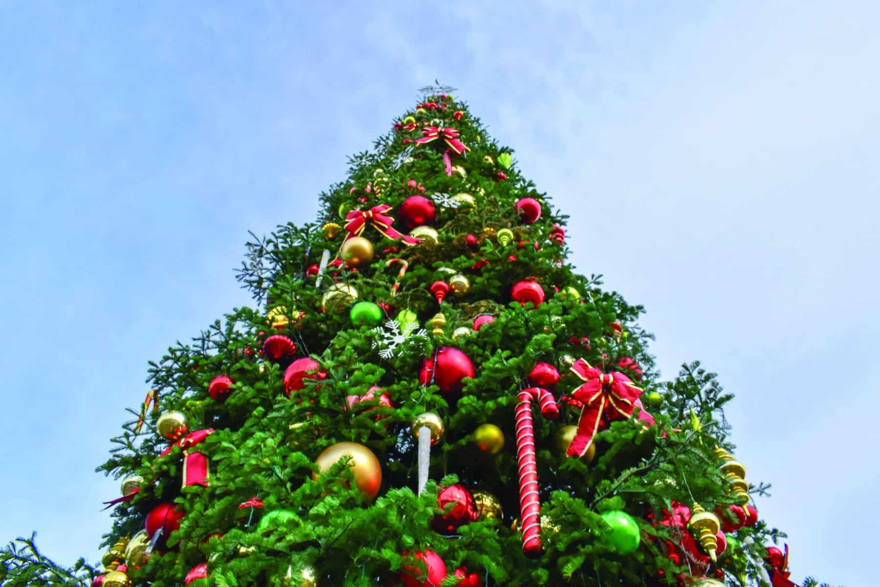 Gather around our area's most spectacular Christmas trees | LOCAL Life ...