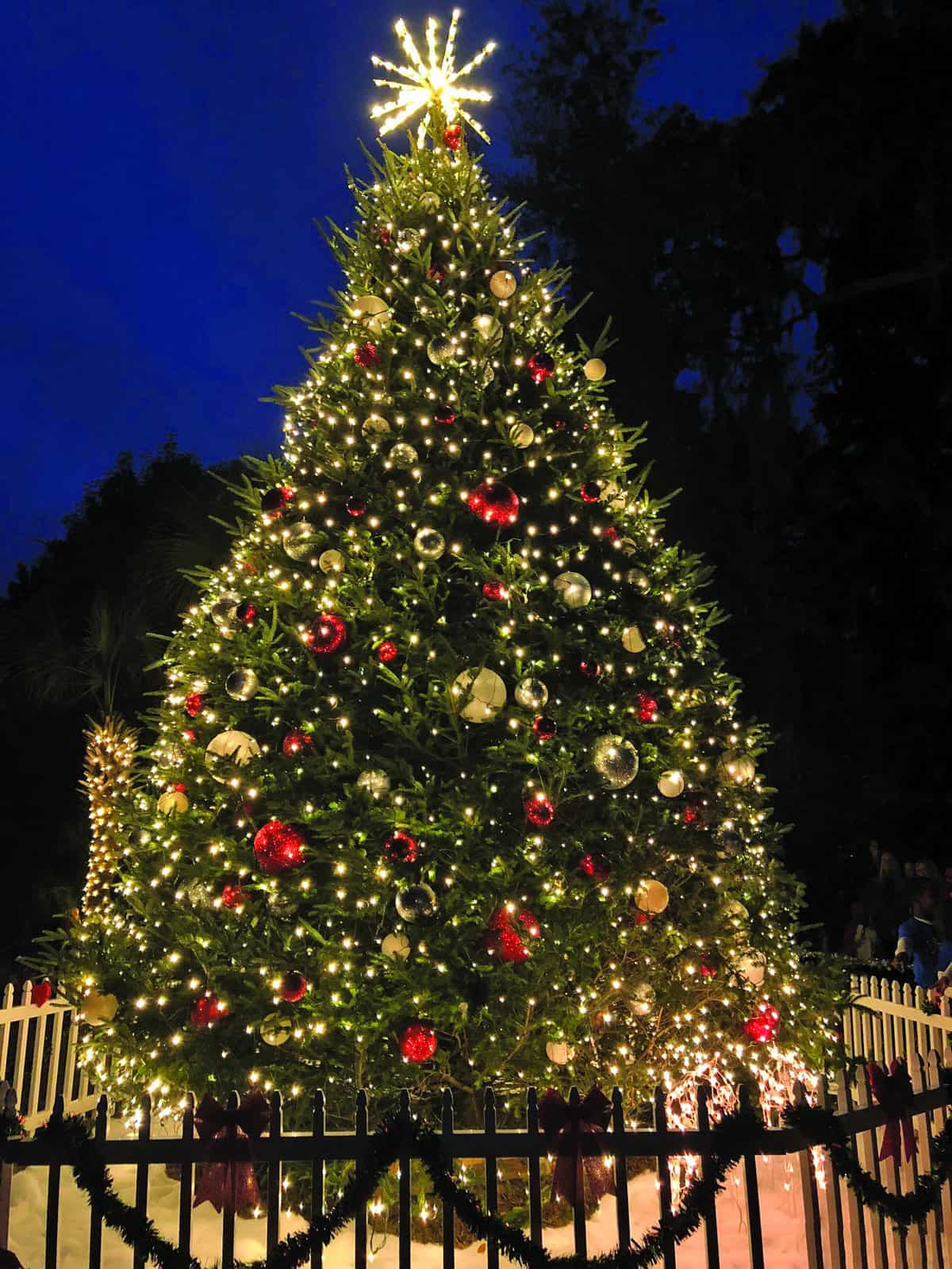Gather around our area's most spectacular Christmas trees | LOCAL Life ...
