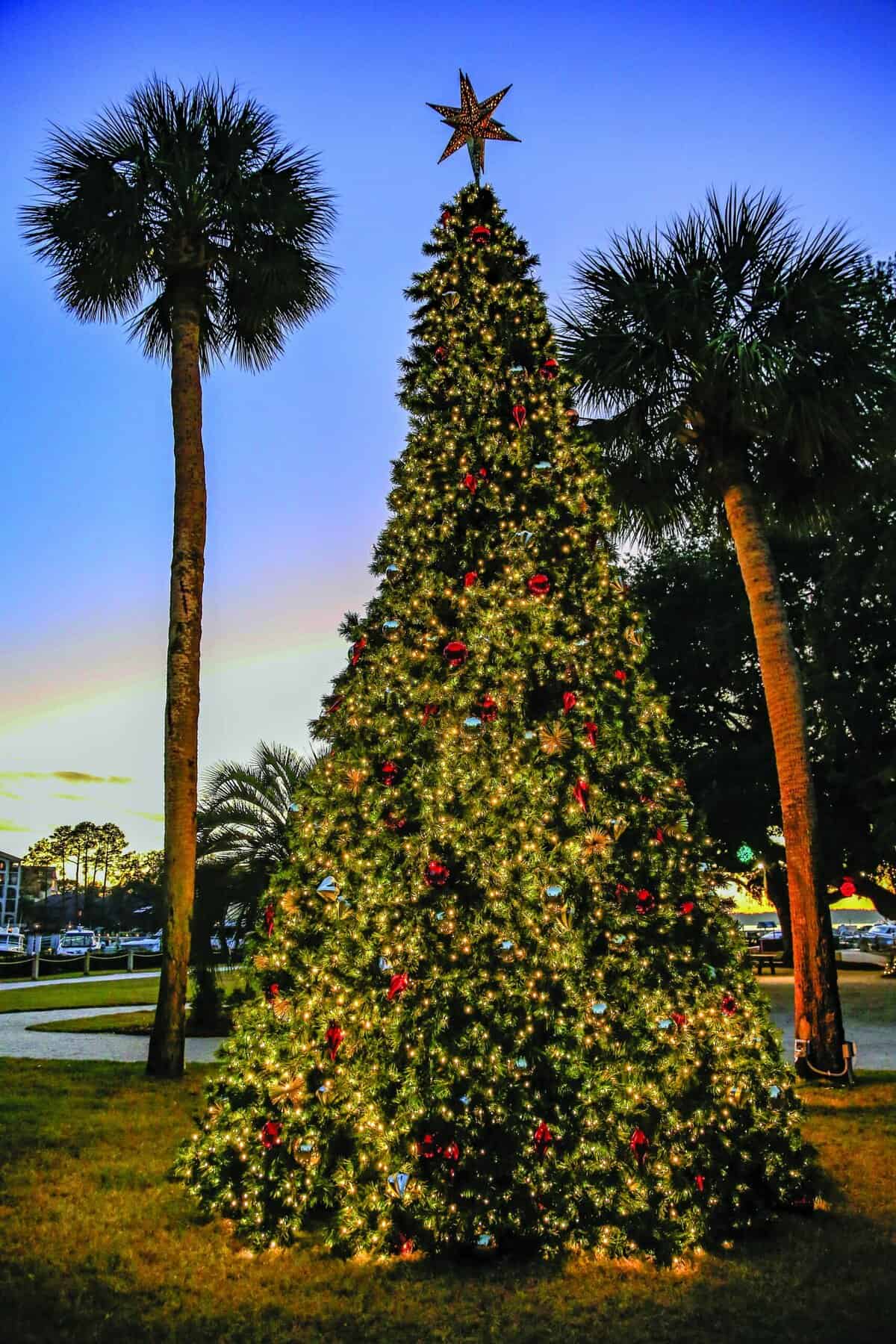 Gather around our area's most spectacular Christmas trees | LOCAL Life ...