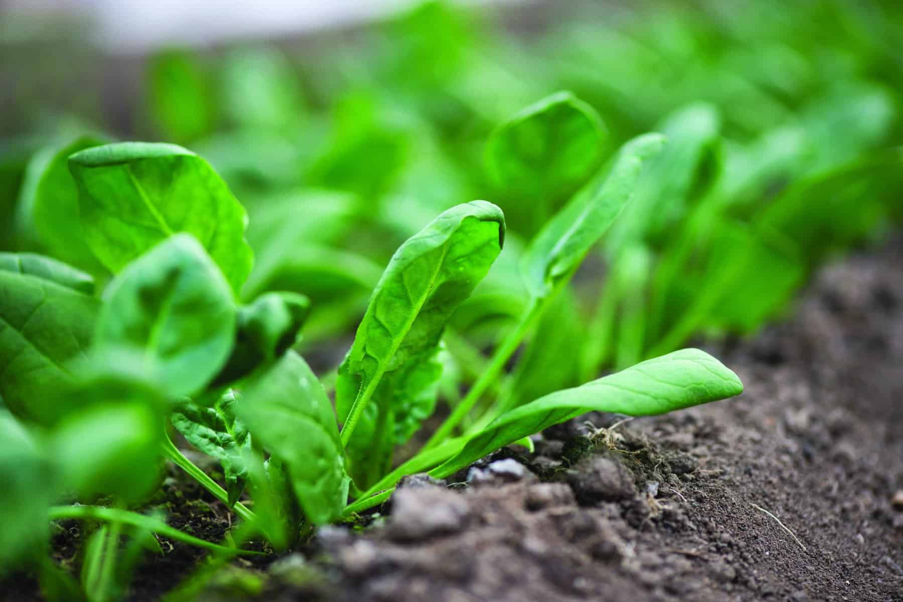 What’s Fresh in December? Eat your spinach | LOCAL Life SC | Hilton ...