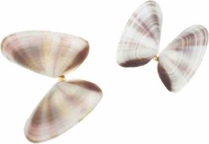 Ocean treasures commonly found on local beaches | LOCAL Life SC ...