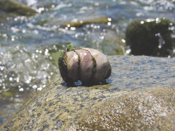 Ocean treasures commonly found on local beaches | LOCAL Life SC ...