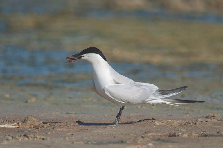Shorebirds And Seabirds In The Lowcountry Local Life Sc Hilton Head