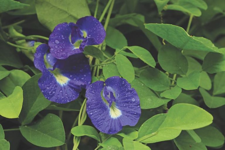 Unleash the powers of edible flowers | LOCAL Life SC | Hilton Head ...