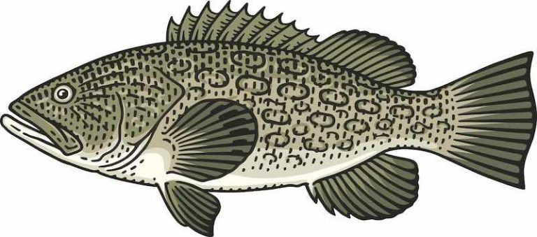 Fresh catch: Gag grouper | LOCAL Life SC | Hilton Head Island & Bluffton