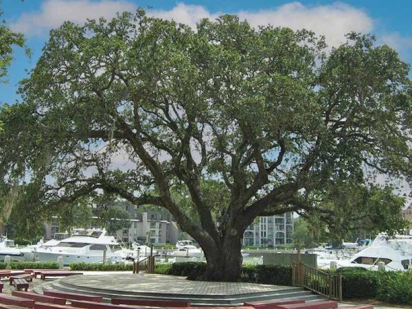 A journey through the iconic oaks of the Lowcountry | LOCAL Life SC ...