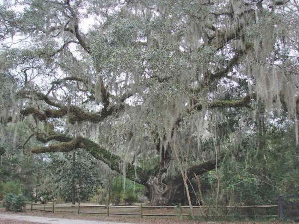 A journey through the iconic oaks of the Lowcountry | LOCAL Life SC ...