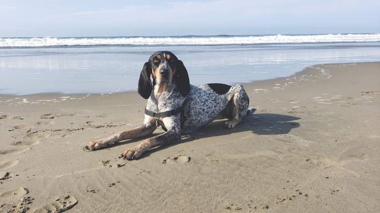 Doggoneit! Southern dog breeds | LOCAL Life SC | Hilton Head Island ...