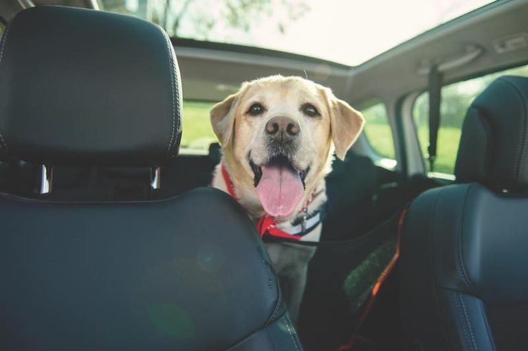 Keep your pets safe with these car travel tips | LOCAL Life SC | Hilton ...