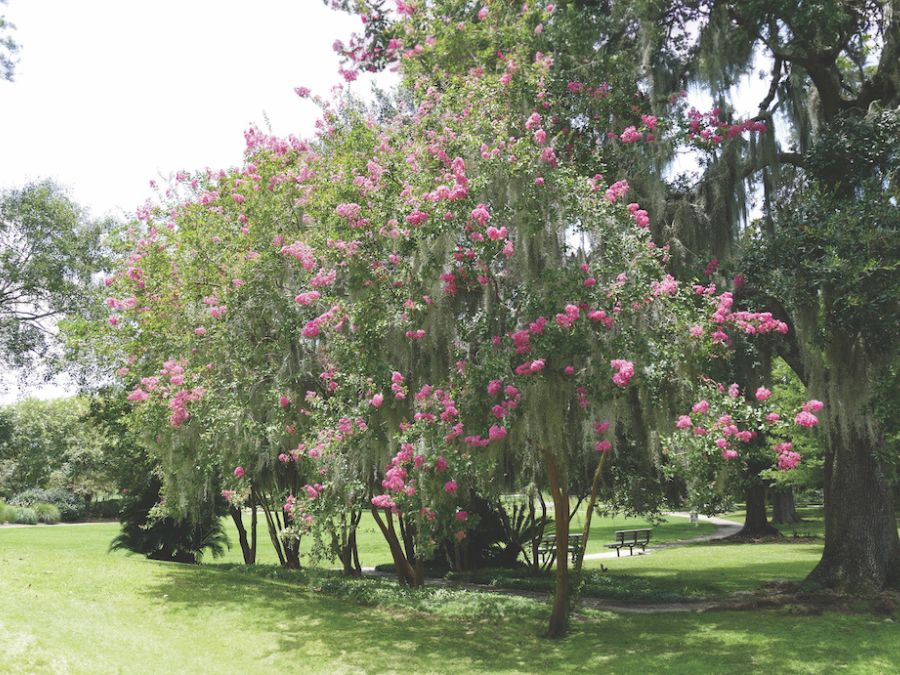 Tree talk with Michael Murphy: Crape murder or just a case of crape ...