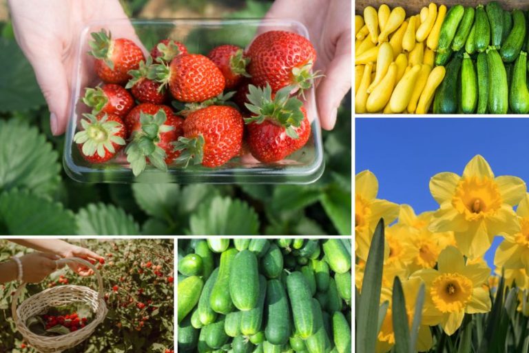 U-Pick Farms in the Lowcountry | Hilton Head, Bluffton & Beaufort, SC