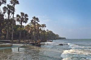 The Southeast’s most ethereal driftwood beaches | LOCAL Life SC