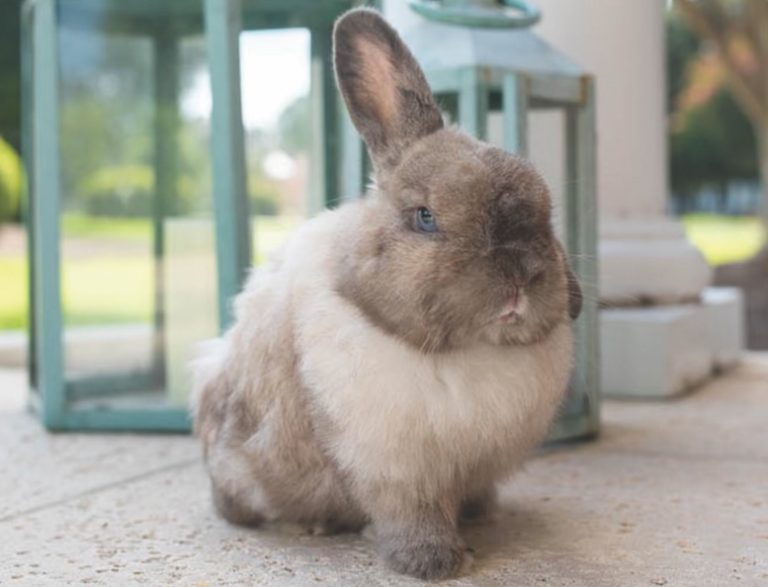 A guide to unique and unusual pets for the adventurous pet owner
