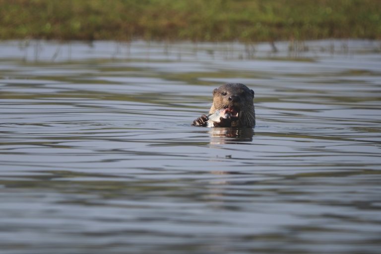 A look at some of the fascinating animals that call the coastal ...