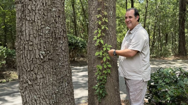 Invasive Vines in the Lowcountry: How Kudzu, Wild Grapes and Ivy ...