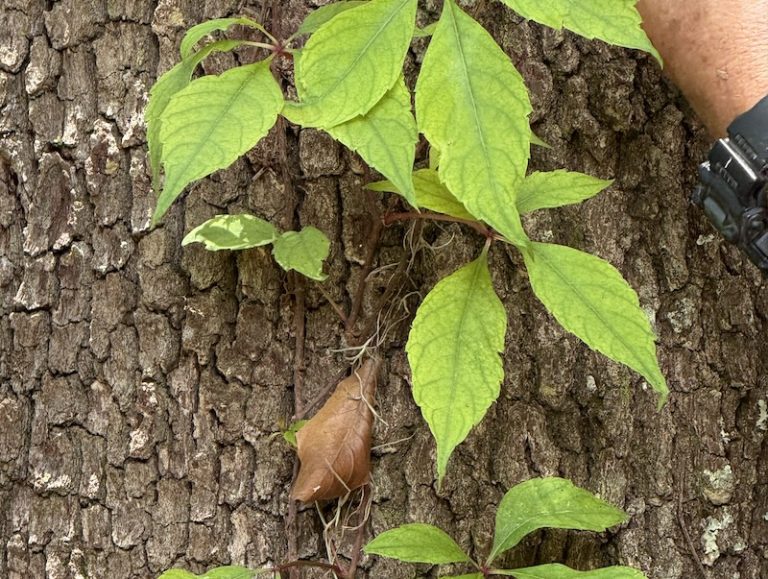Invasive Vines in the Lowcountry: How Kudzu, Wild Grapes and Ivy ...