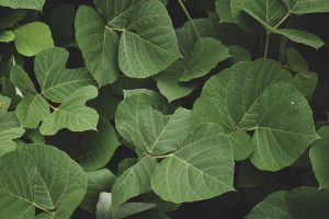 Invasive Vines in the Lowcountry: How Kudzu, Wild Grapes and Ivy ...