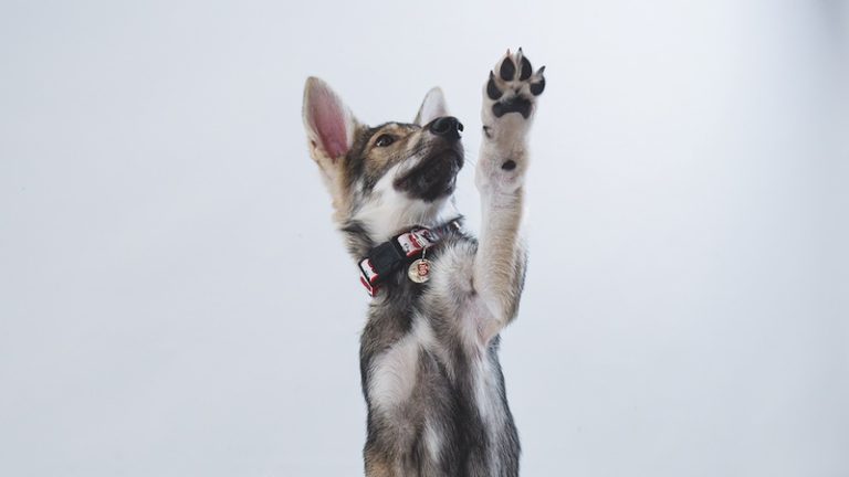 Top Dog Mascots in College Sports: Meet the Canine Celebrities Winning ...