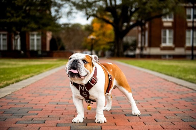Top Dog Mascots in College Sports: Meet the Canine Celebrities Winning ...