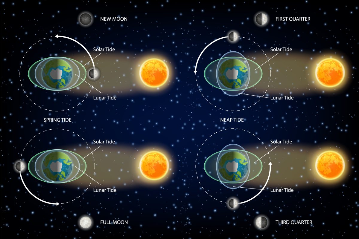 How the Moon Controls Tides: A Guide to Spring, Neap, and King Tides