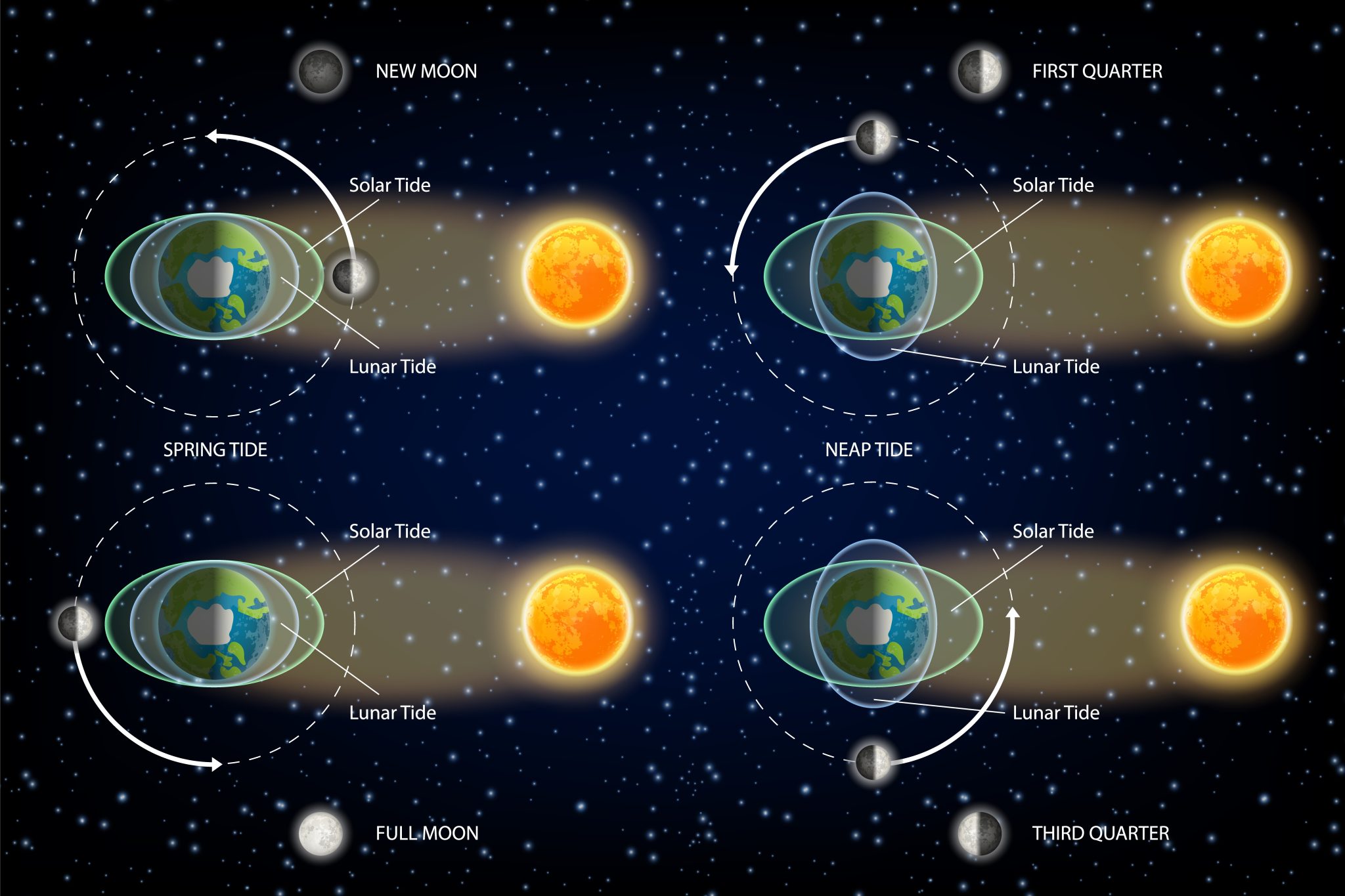 How the Moon Controls Tides: A Guide to Spring, Neap, and King Tides