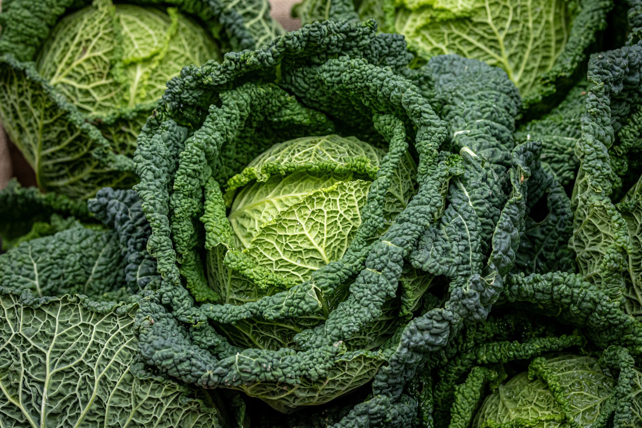 Why Savoy Cabbage Deserves a Spot on Your Winter Table (Plus Delicious ...