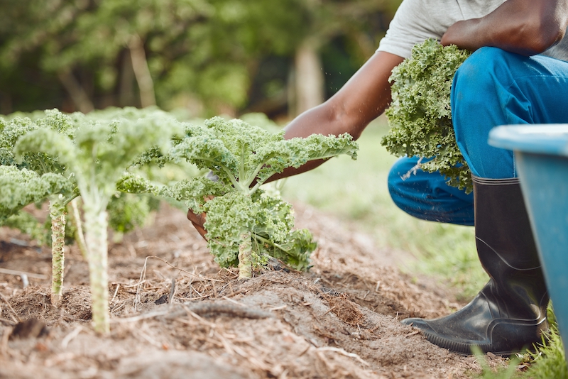 January 2026 Lowcountry Almanac | LOCAL Life SC | Hilton Head Island ...