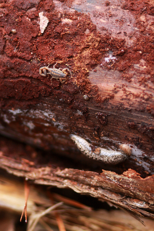 January Lowcountry Gardening Tips: Plan, Prep and Protect from ...